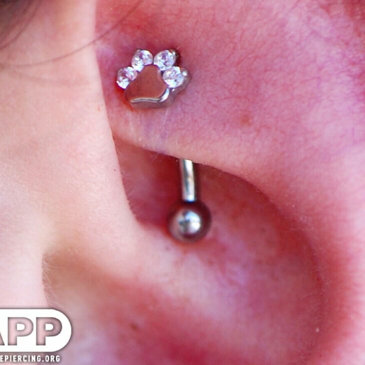 Rook and Faux Rook | Amato Fine Jewelry & Body Piercing
