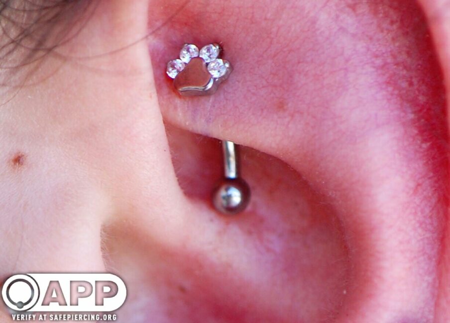 Rook and Faux Rook | Amato Fine Jewelry & Body Piercing