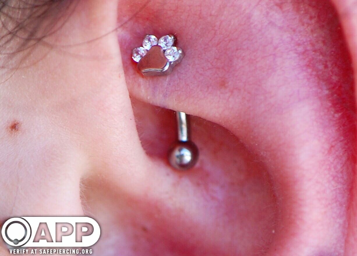 Rook and Faux Rook | Amato Fine Jewelry & Body Piercing